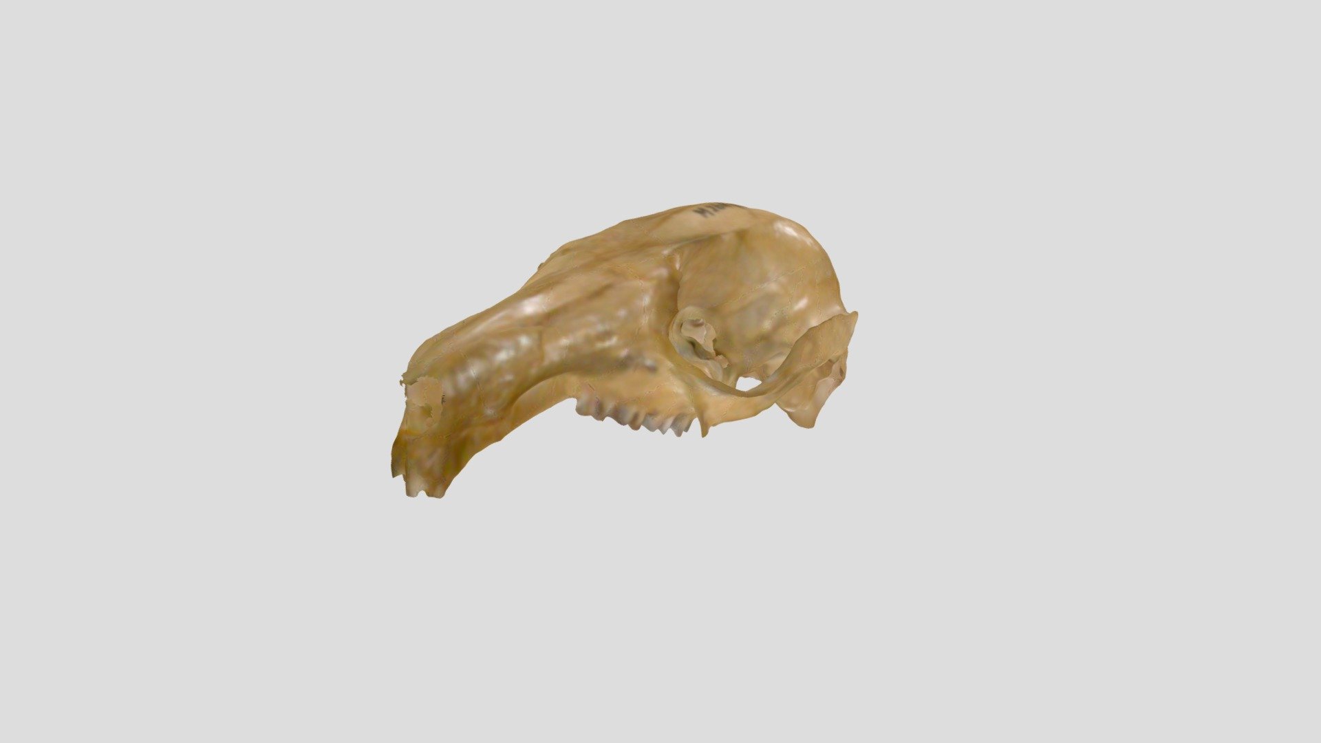 WAM M26843 - Crescent Nail-Tail Wallaby (Skull) - 3D model by Western ...