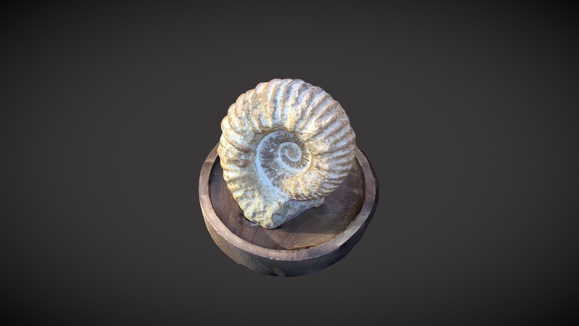 40mio year old fossil - Buy Royalty Free 3D model by Drone-Services.Biz ...