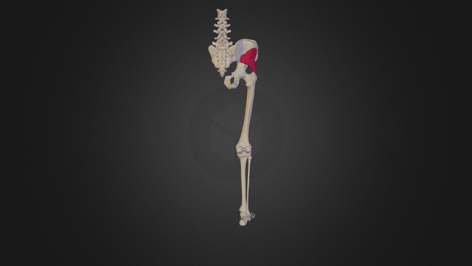Gluteus Minimus Human Anatomy - 3D model by Medical University of ...