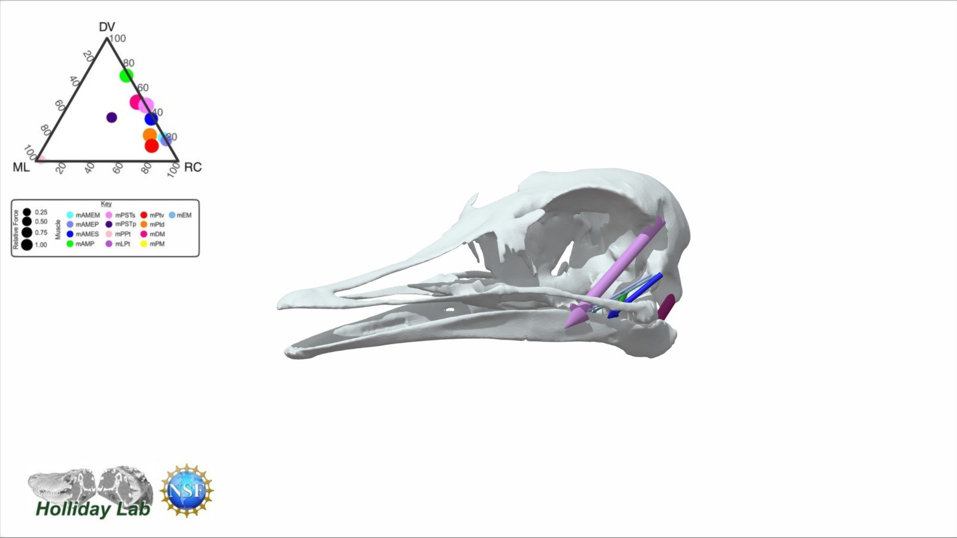 3D Jaw Muscle vectors of Struthio camelus - Download Free 3D model by ...