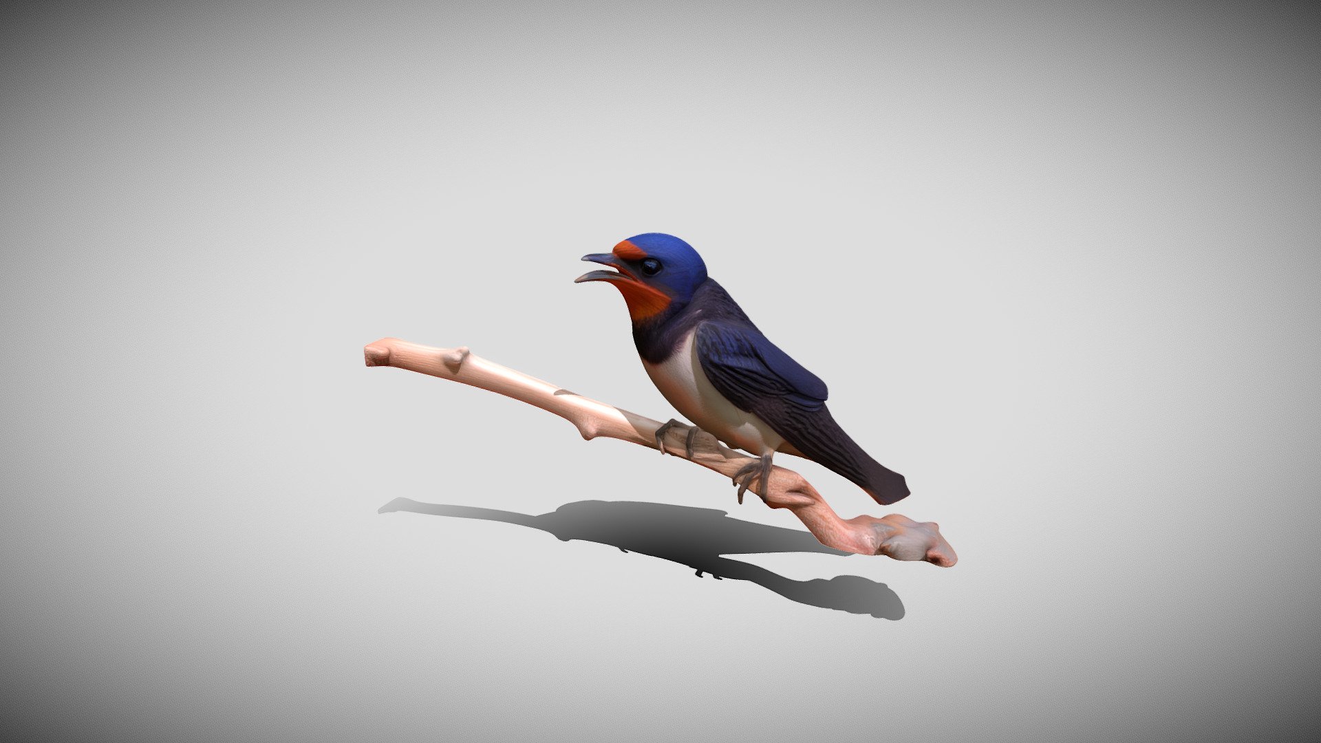 Hirundo Rustica - Download Free 3D model by dgred [489904e] - Sketchfab