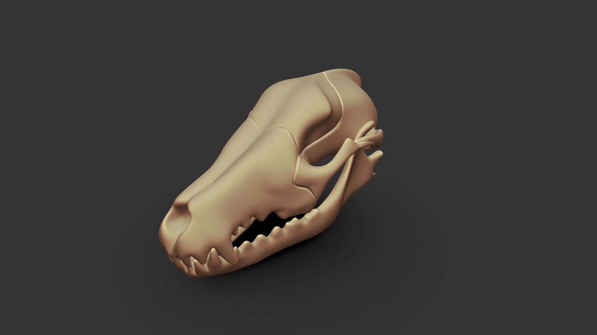 Dog Skull - 3D model by ColinDK [48a2160] - Sketchfab