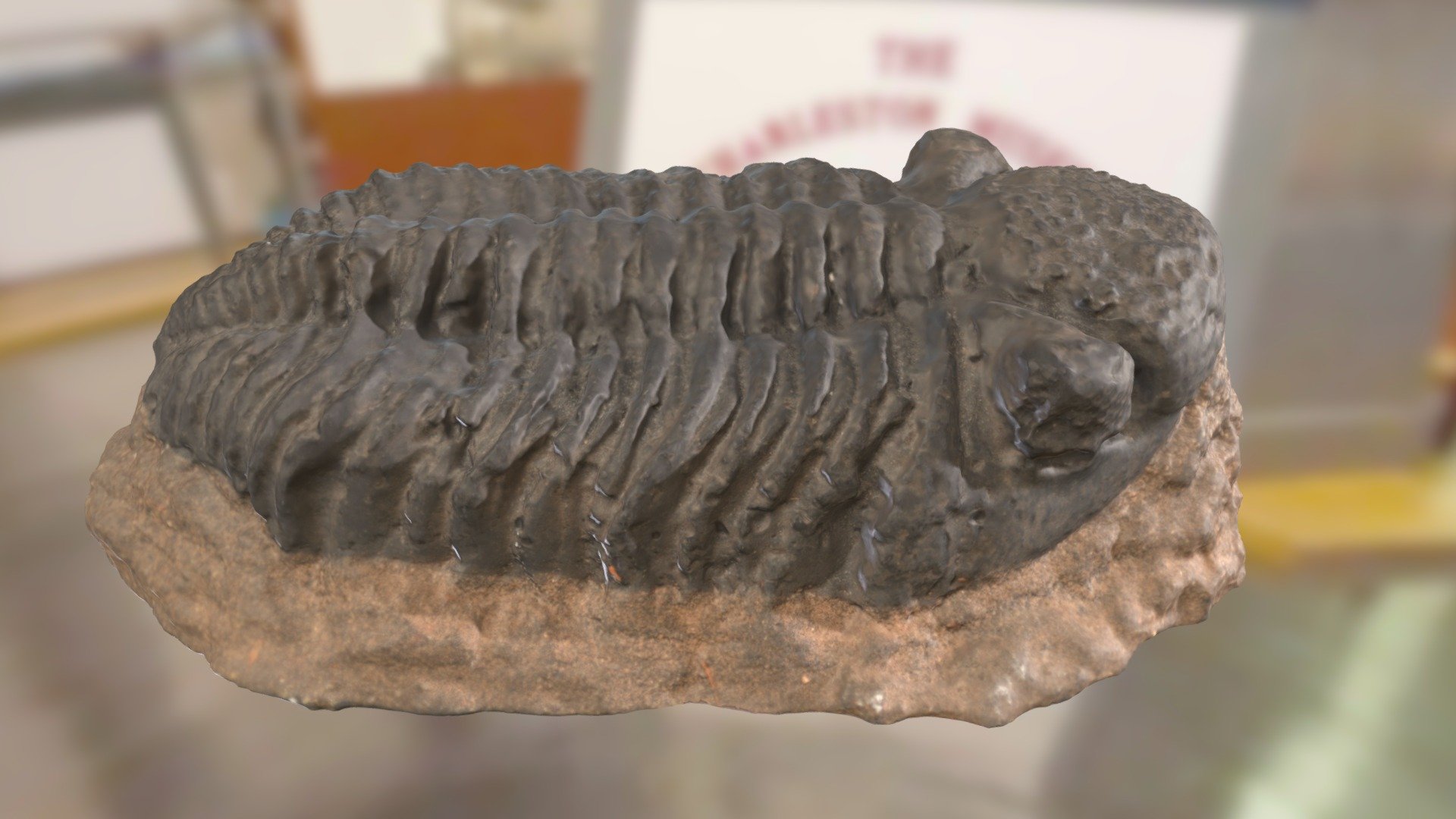 Trilobite - Phacops sp. - Download Free 3D model by The Charleston ...