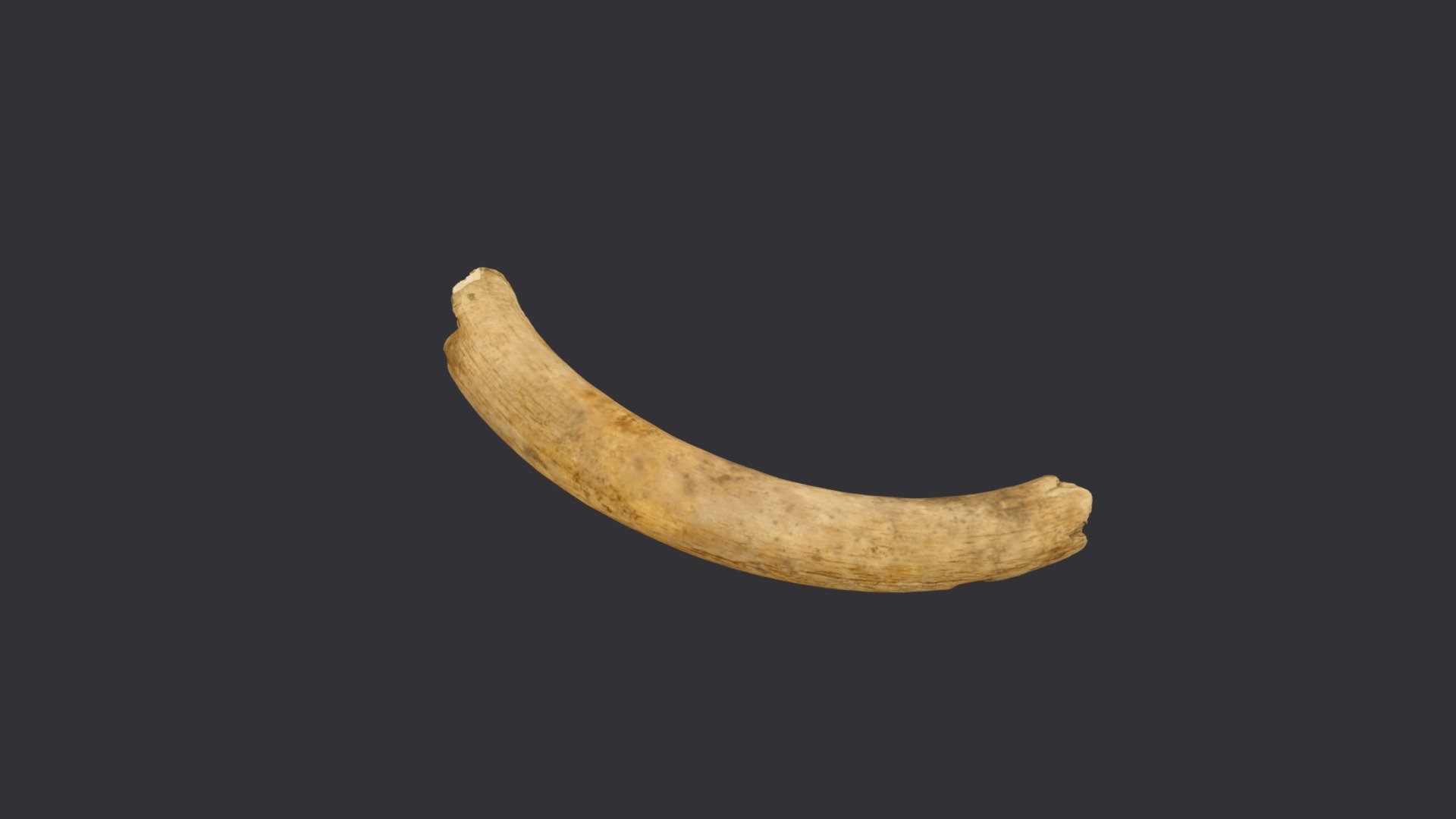 Mammoth Tusk - 3D model by Jangojips [48aff1d] - Sketchfab
