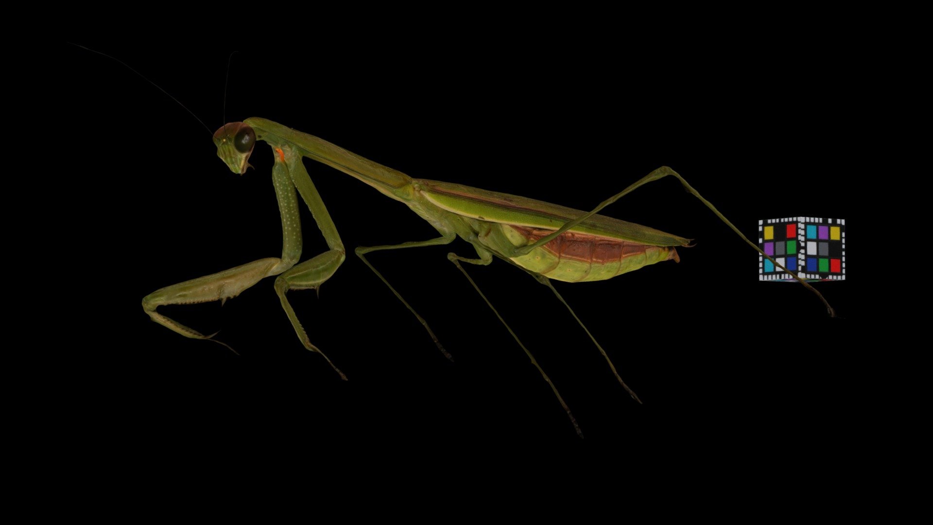 CC0 チョウセンカマキリ ♀ Korean Mantis, T. angustipennis - Download Free 3D model by ffish.asia ...