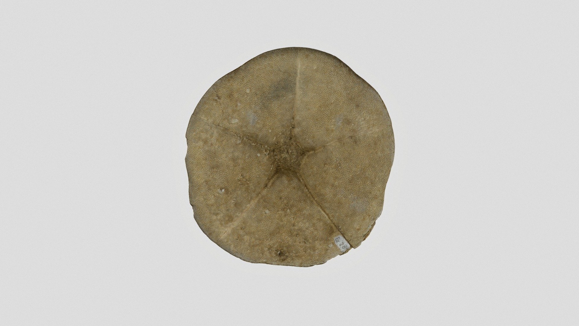 Clypeaster - Download Free 3D model by Atlante virtuale 3D Geoscienze ...