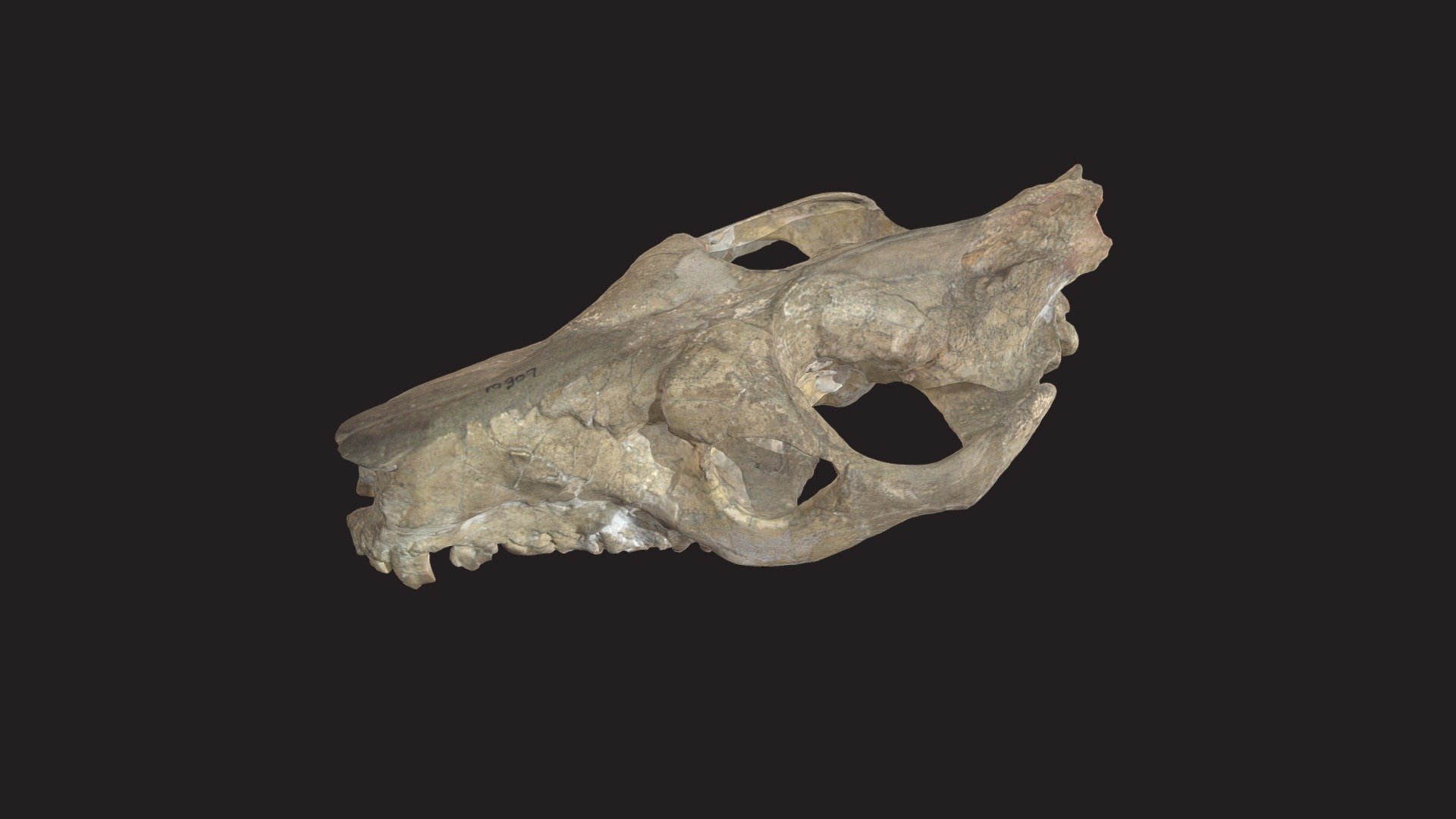 CMNH 10307, Merycoidodon culbertsoni - 3D model by Cleveland Museum of ...