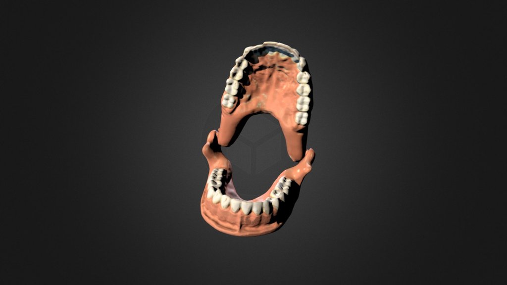 Gebit - 3D model by 3dscanservice [48da0b4] - Sketchfab
