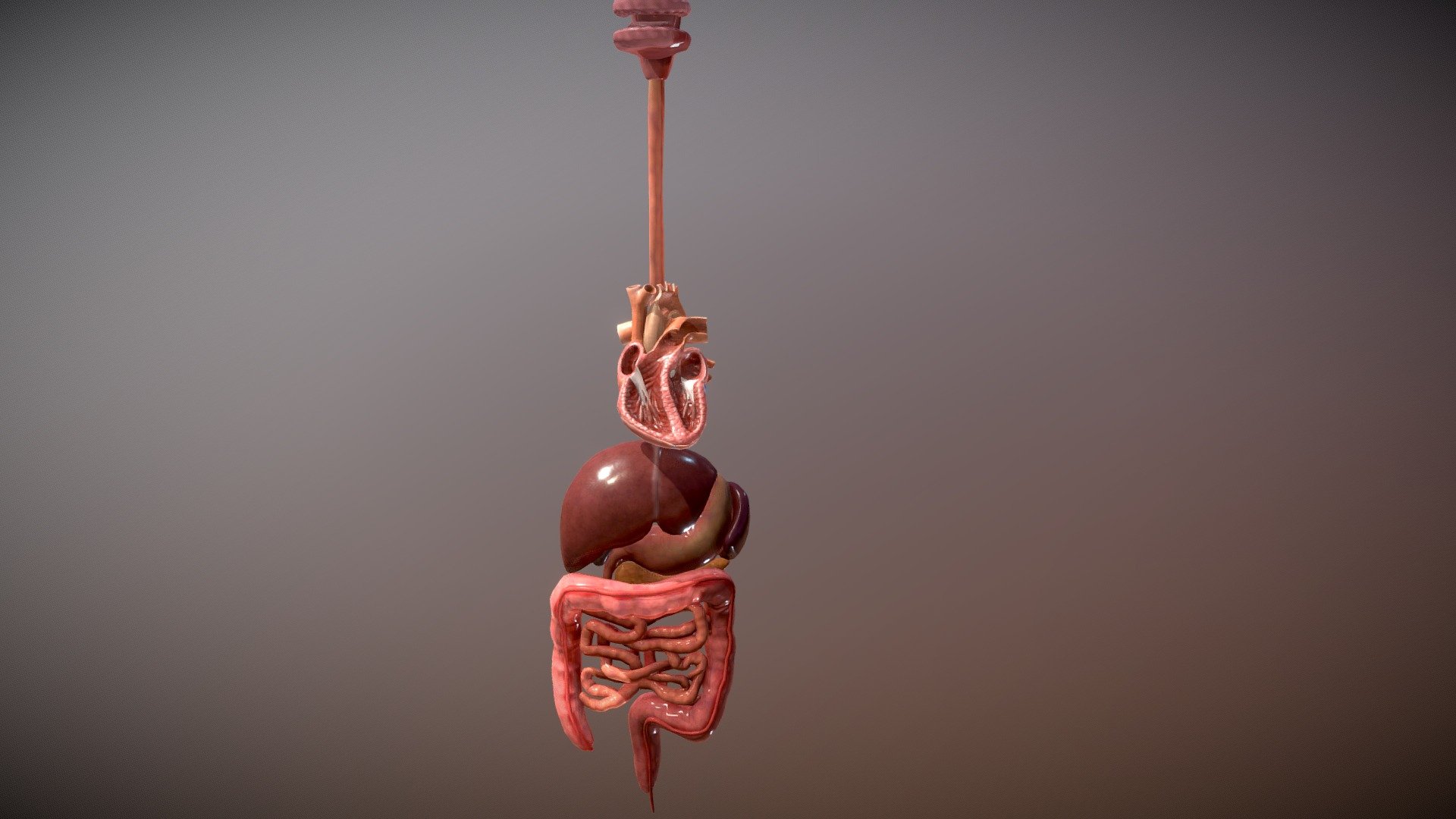 Human Organs - 3D model by JuegoStudio [48dc2a1] - Sketchfab