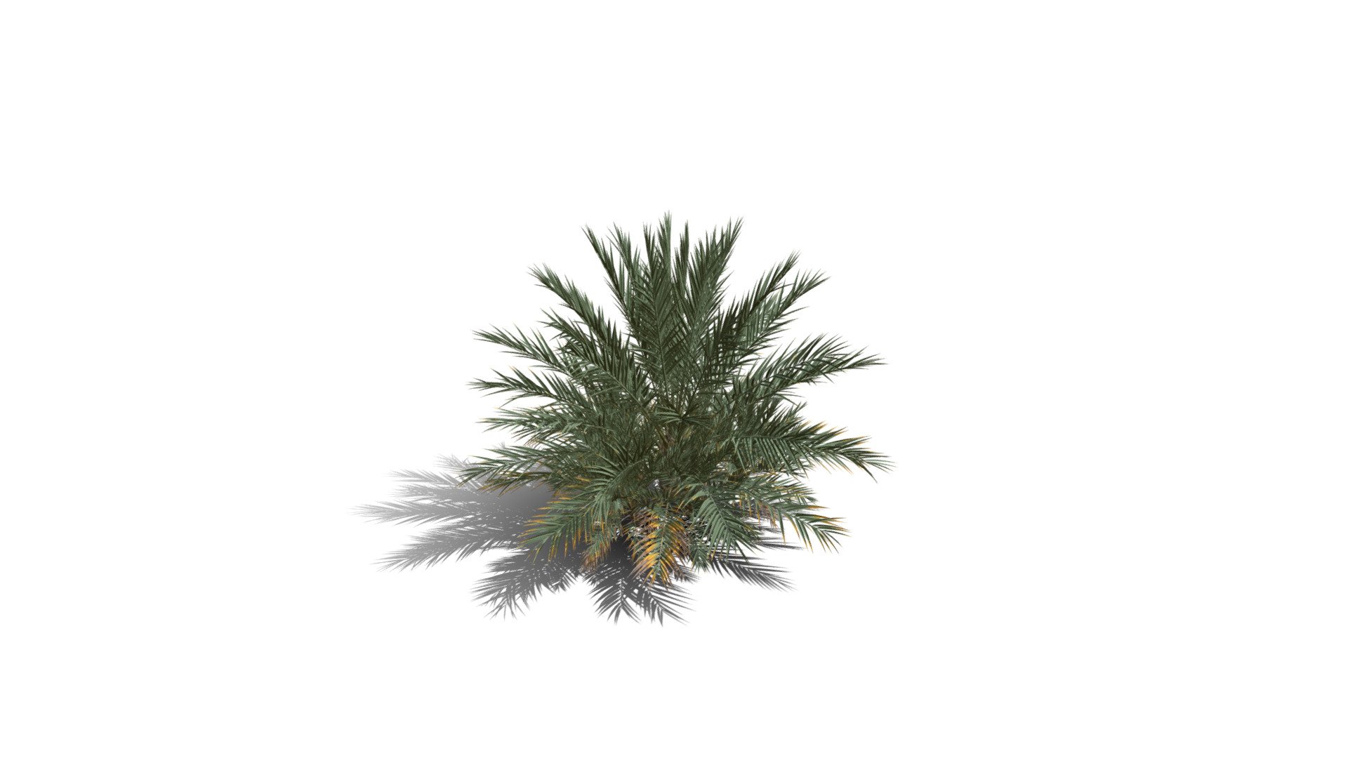 Realistic HD Date palm (26/78) - Buy Royalty Free 3D model by ...