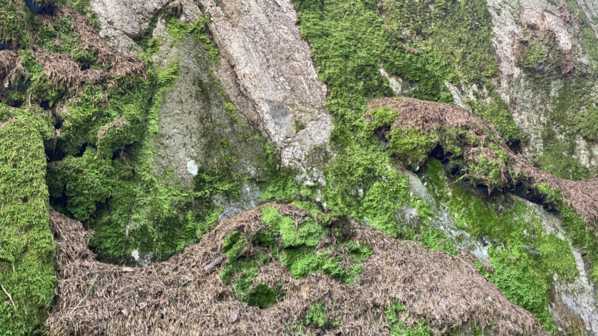 Mossy Cliff - Forest - 3D model by Majzim [48dff89] - Sketchfab