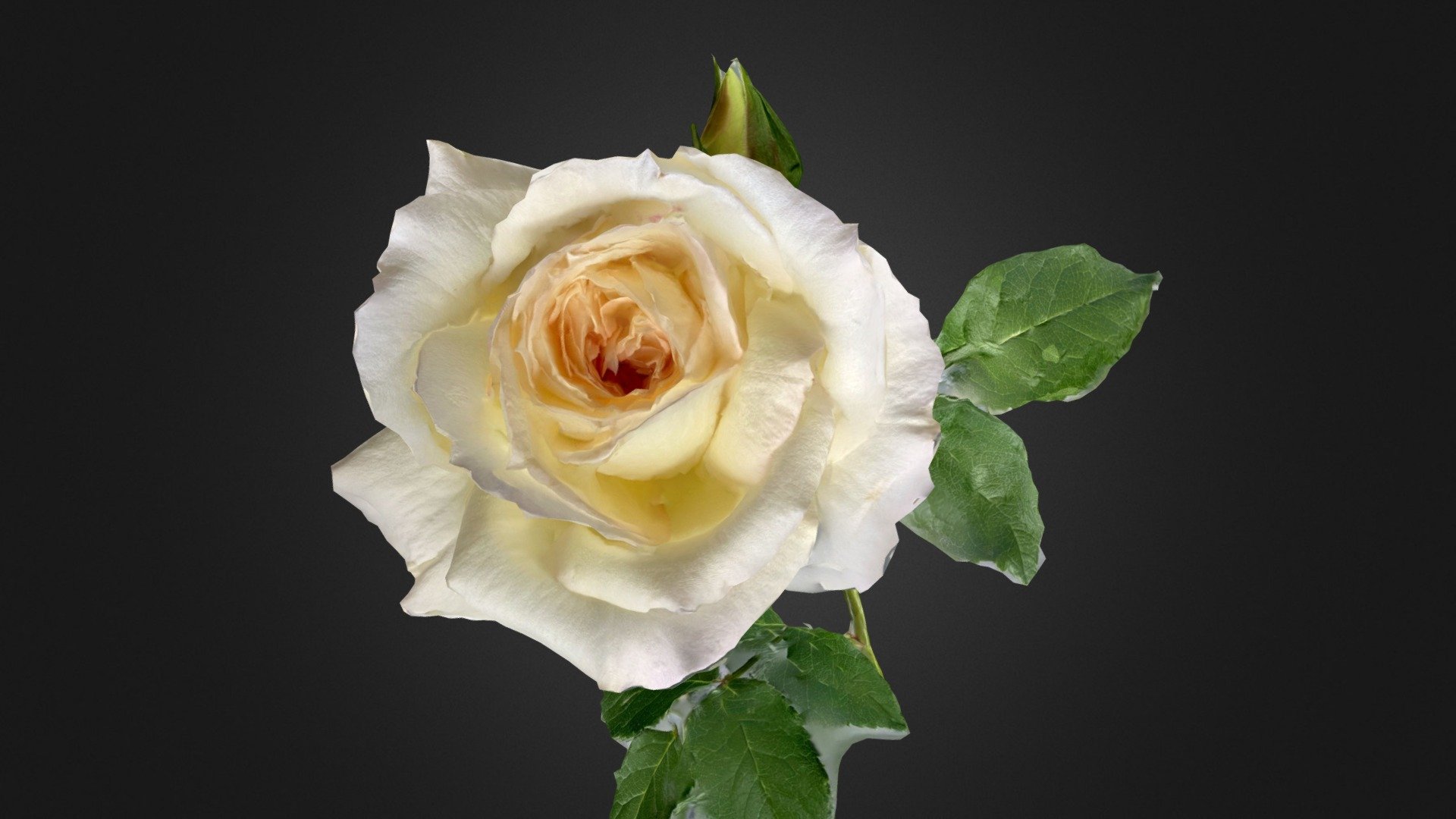 Tchaikovsky Rose 20220510 - Download Free 3D model by Akiko_NAKAMURA ...