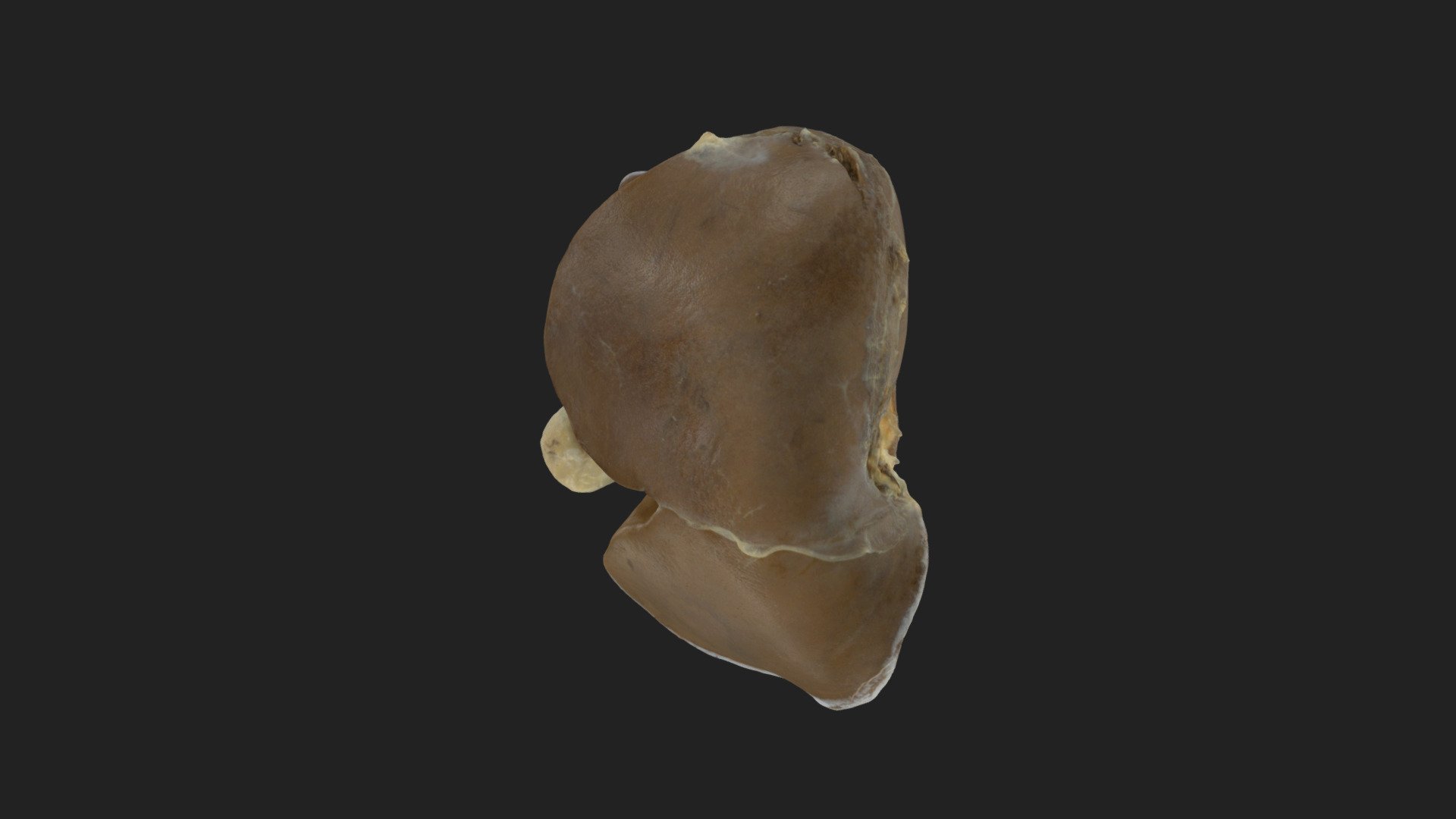 liver (hepar) sheep - 3D model by vetanatMunich [48f2611] - Sketchfab