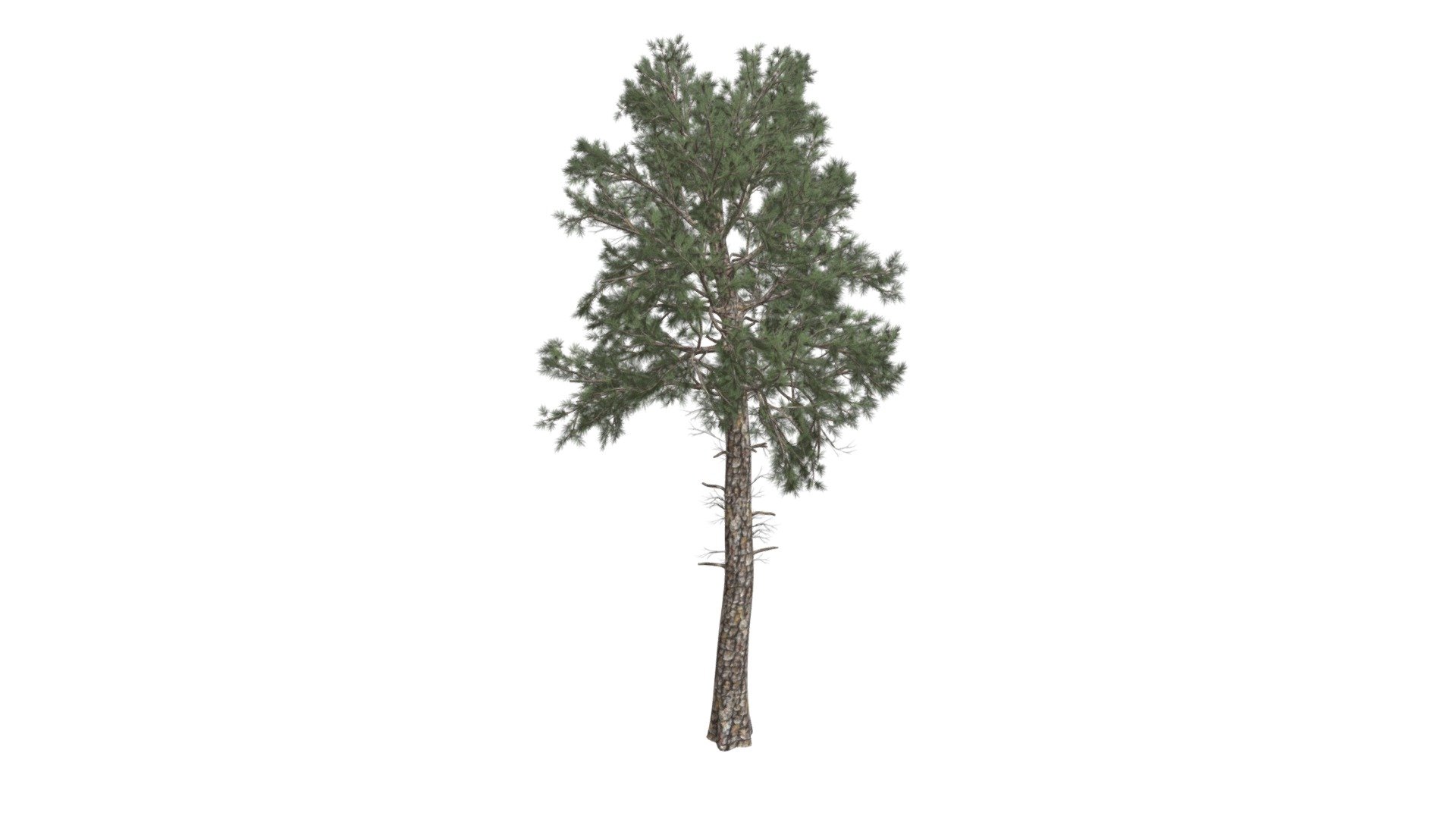 Loblolly Pine Tree #06 - Buy Royalty Free 3D model by meshshape ...