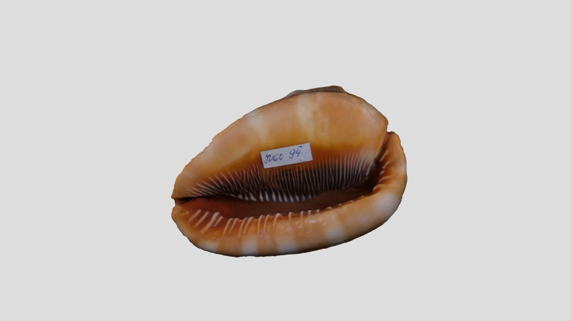 Shell - 3D model by Nikcz86 [48f5040] - Sketchfab