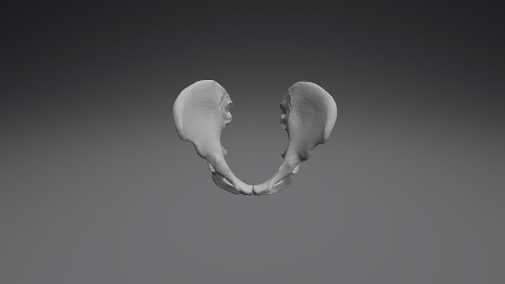 The Hip - 3D model by Nathan @ 3DM (@nathan.wang) [48f662f] - Sketchfab