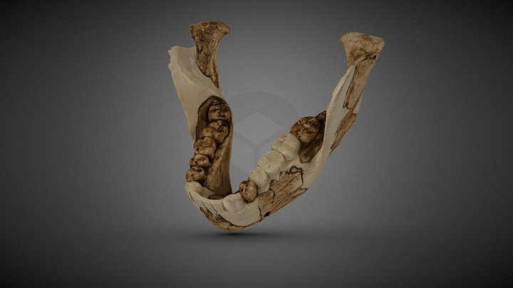 Australopithecus-afarensis 3D models - Sketchfab