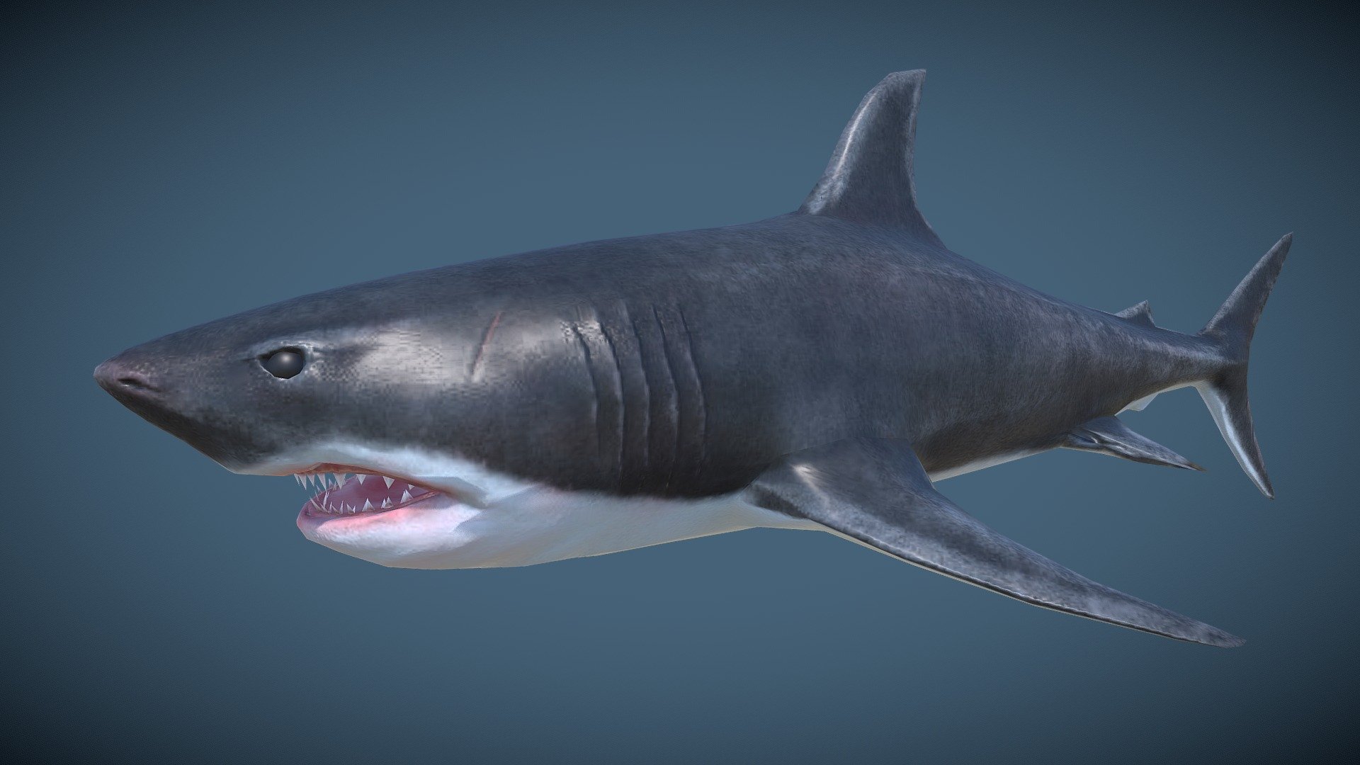 Shark - 3D model by Huy Trịnh (@Raykaiser) [48fec4b] - Sketchfab