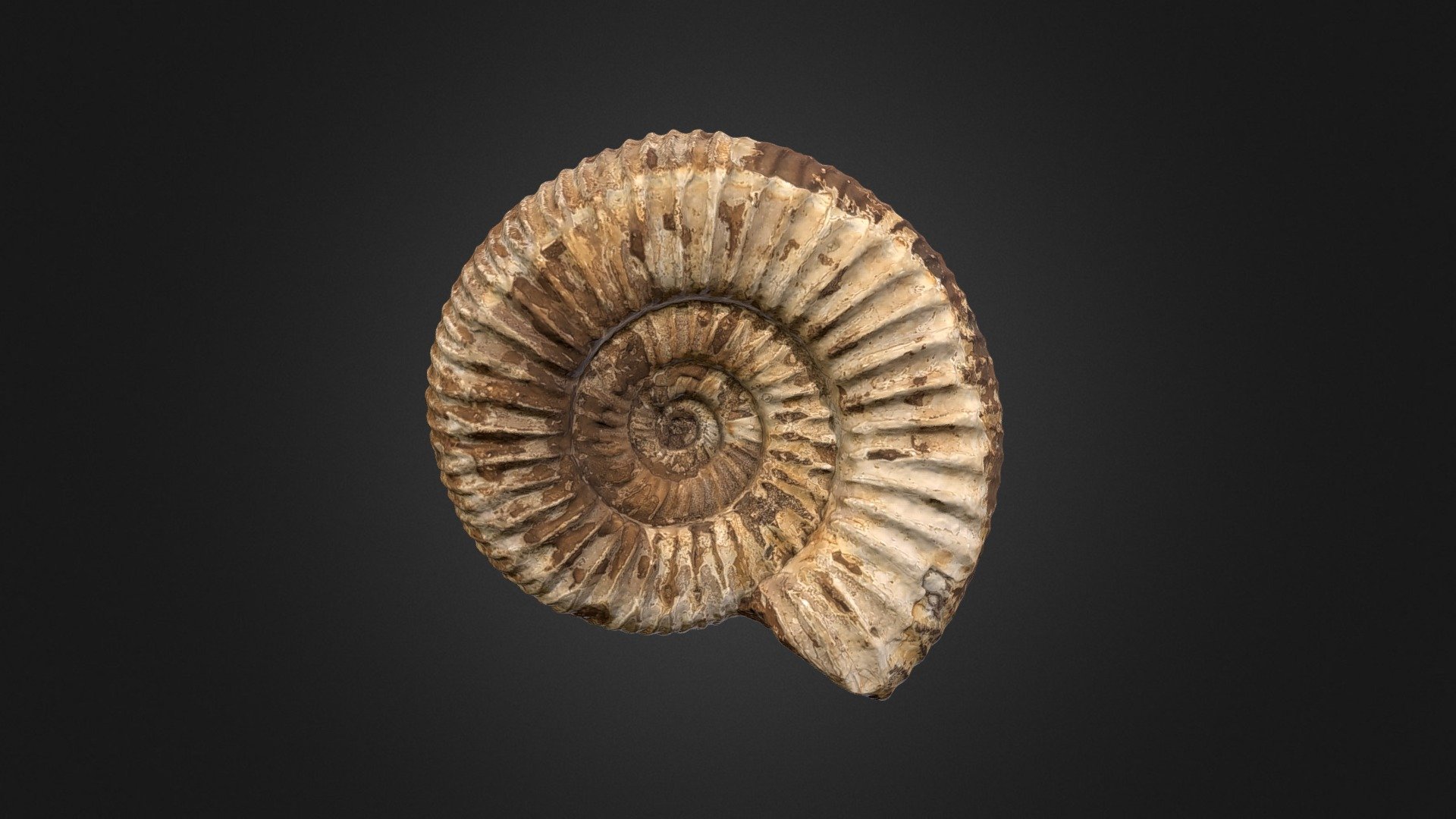 Ammonite (RealityScan Mobile) - Download Free 3D model by Hailey ...