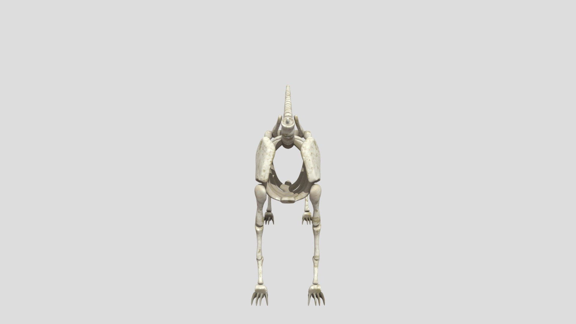 Skeleton Cat Body - 3D model by Presley (@CPresley250900) [4901b06 ...