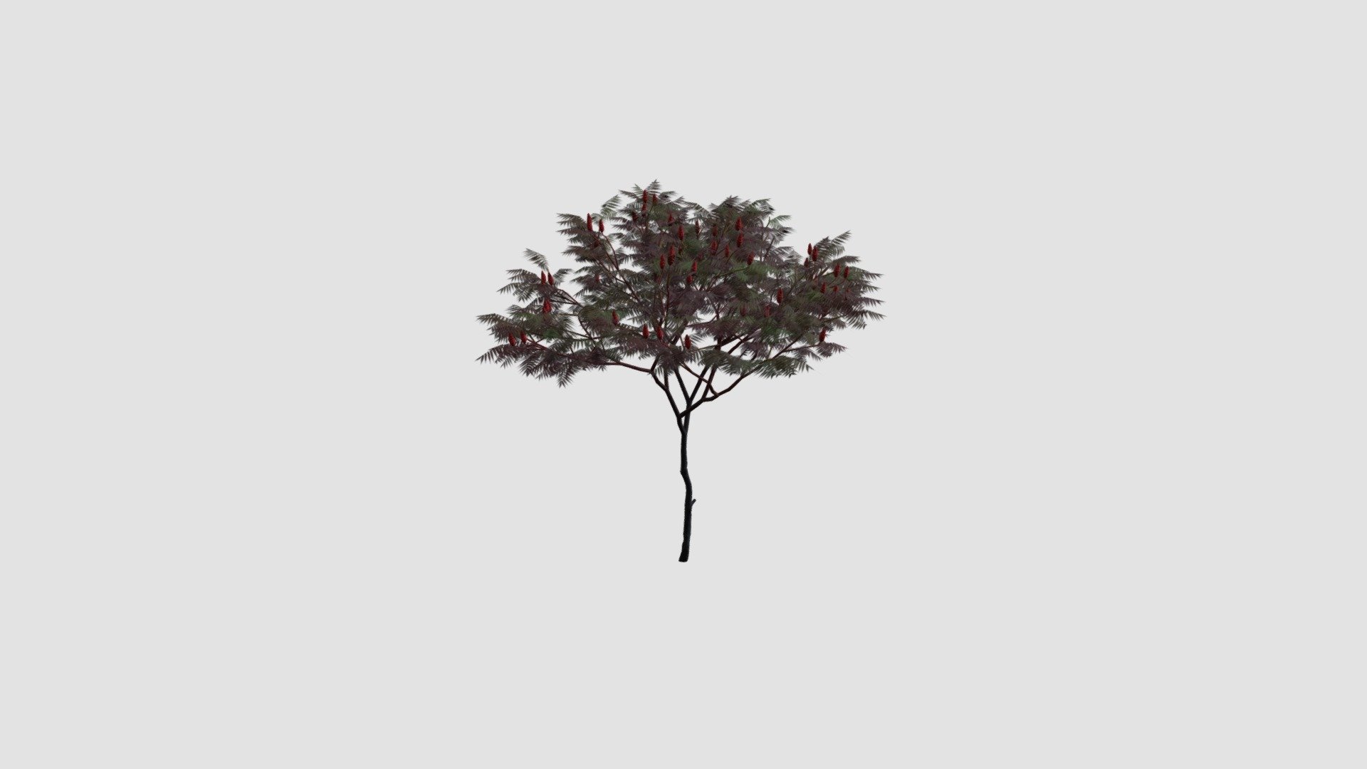 Tree - Buy Royalty Free 3D model by Evermotion [491038f] - Sketchfab Store
