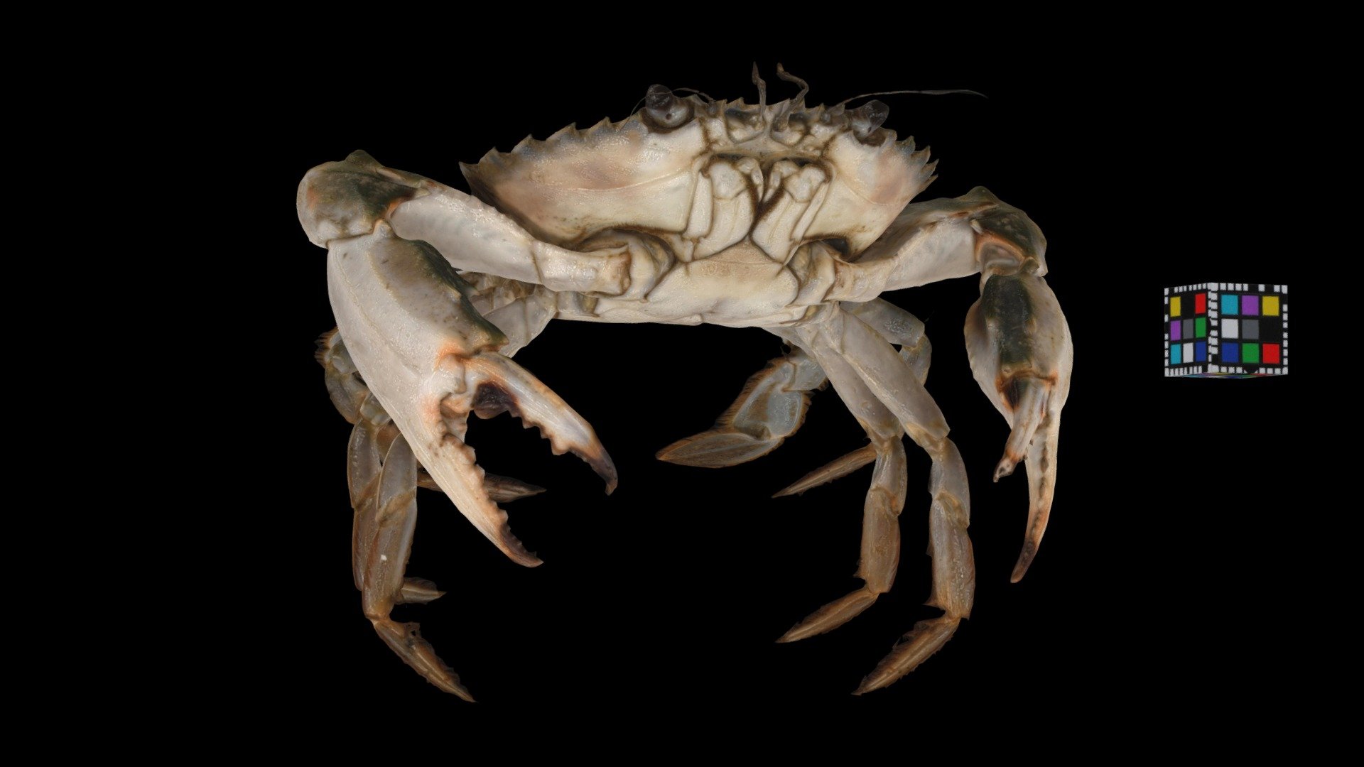CC0 イシガニ 🦀 ♂ Asian Paddle Crab, C. japonica - Download Free 3D model by ...