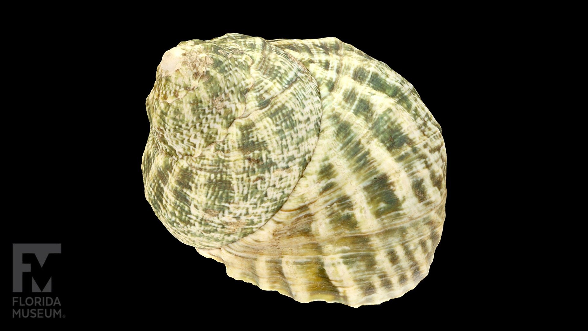 Green Star Shell - 3D model by FloridaMuseum [4917cd4] - Sketchfab