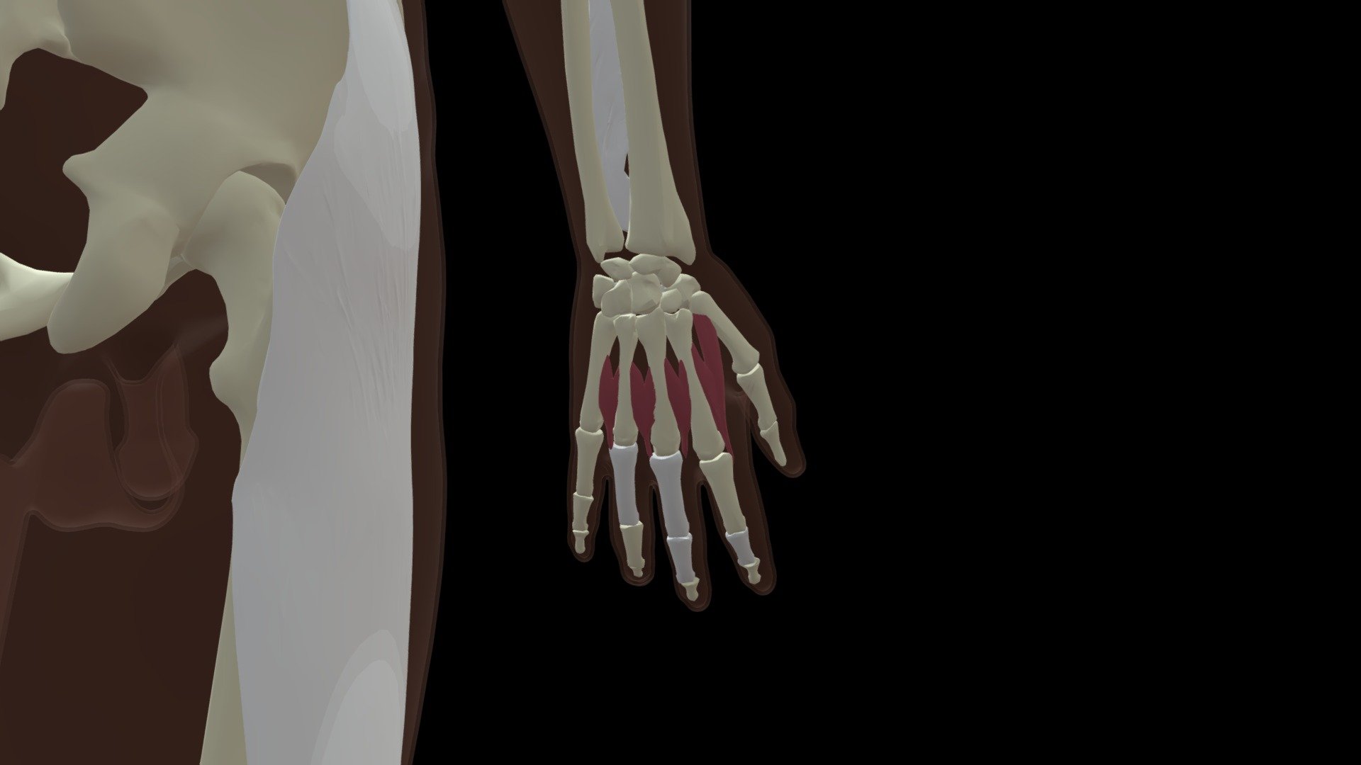 Dorsal Interossei - Download Free 3D model by Anatomary [491db25 ...