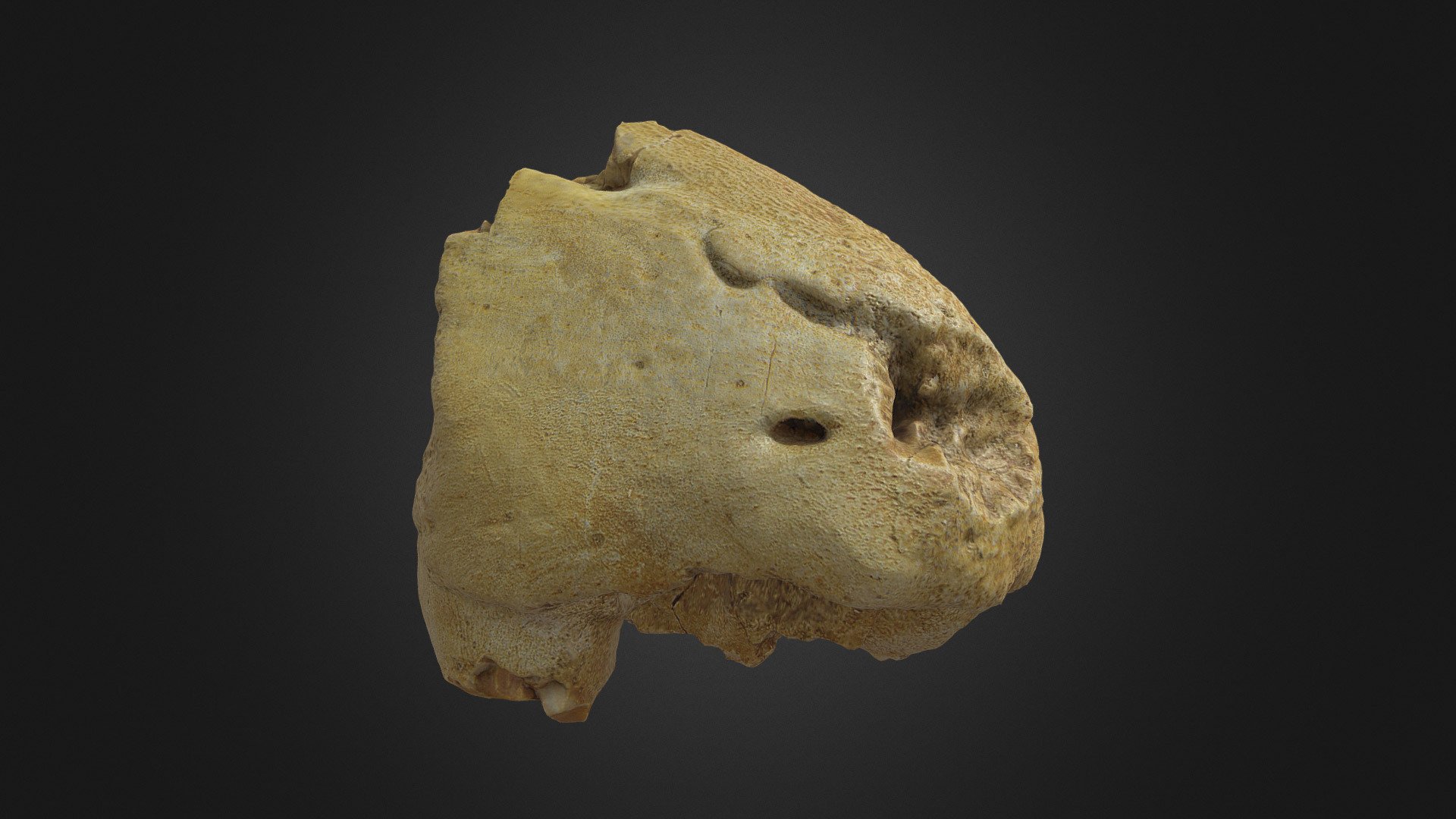Prognathodon Premaxilla - Buy Royalty Free 3D model by Olof Moleman ...