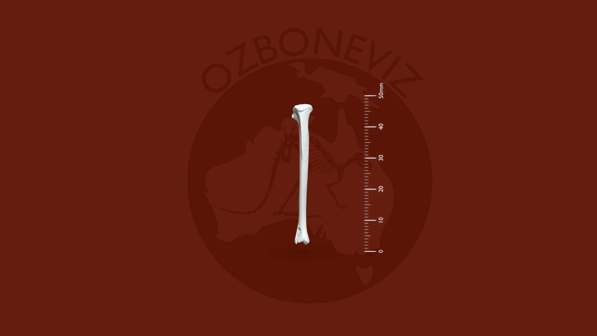 Lesser stick-nest rat tibia - 3D model by Ozboneviz [491e7a2] - Sketchfab