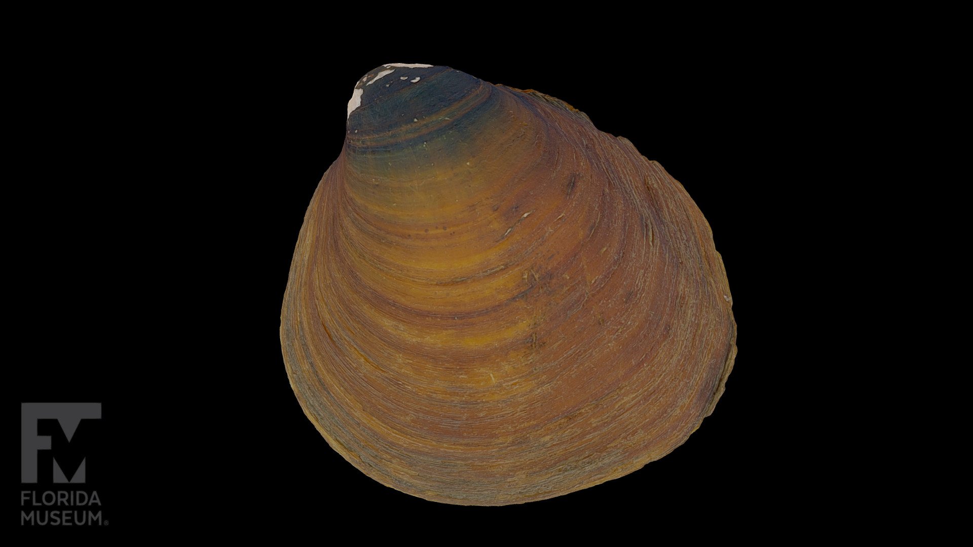 Heavy pigtoe - Freshwater Mussel - 3D model by FloridaMuseum [49296f5 ...