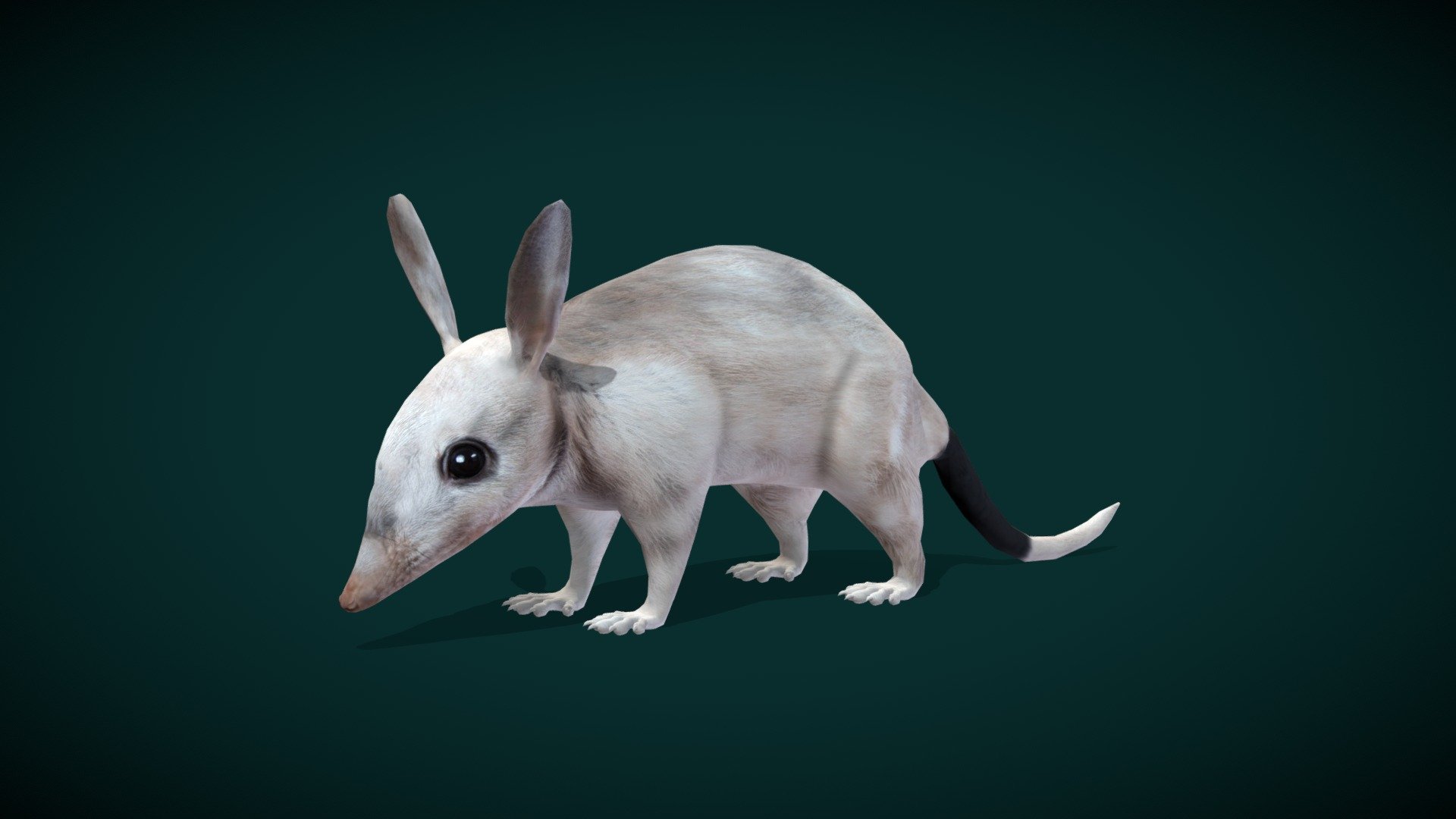 Greater Bilby Animal (Lowpoly) - Buy Royalty Free 3D model by ...