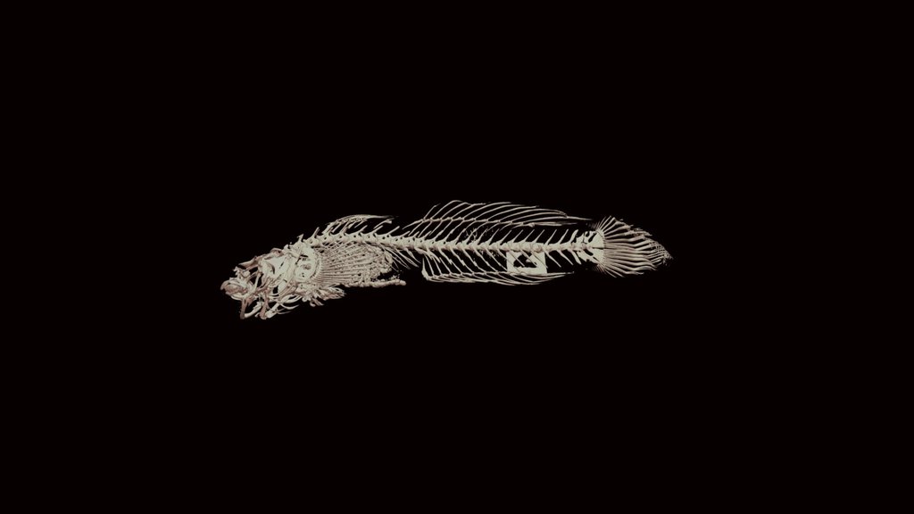 Fish Skeletons - A 3D model collection by Kleyton.Cantalice - Sketchfab