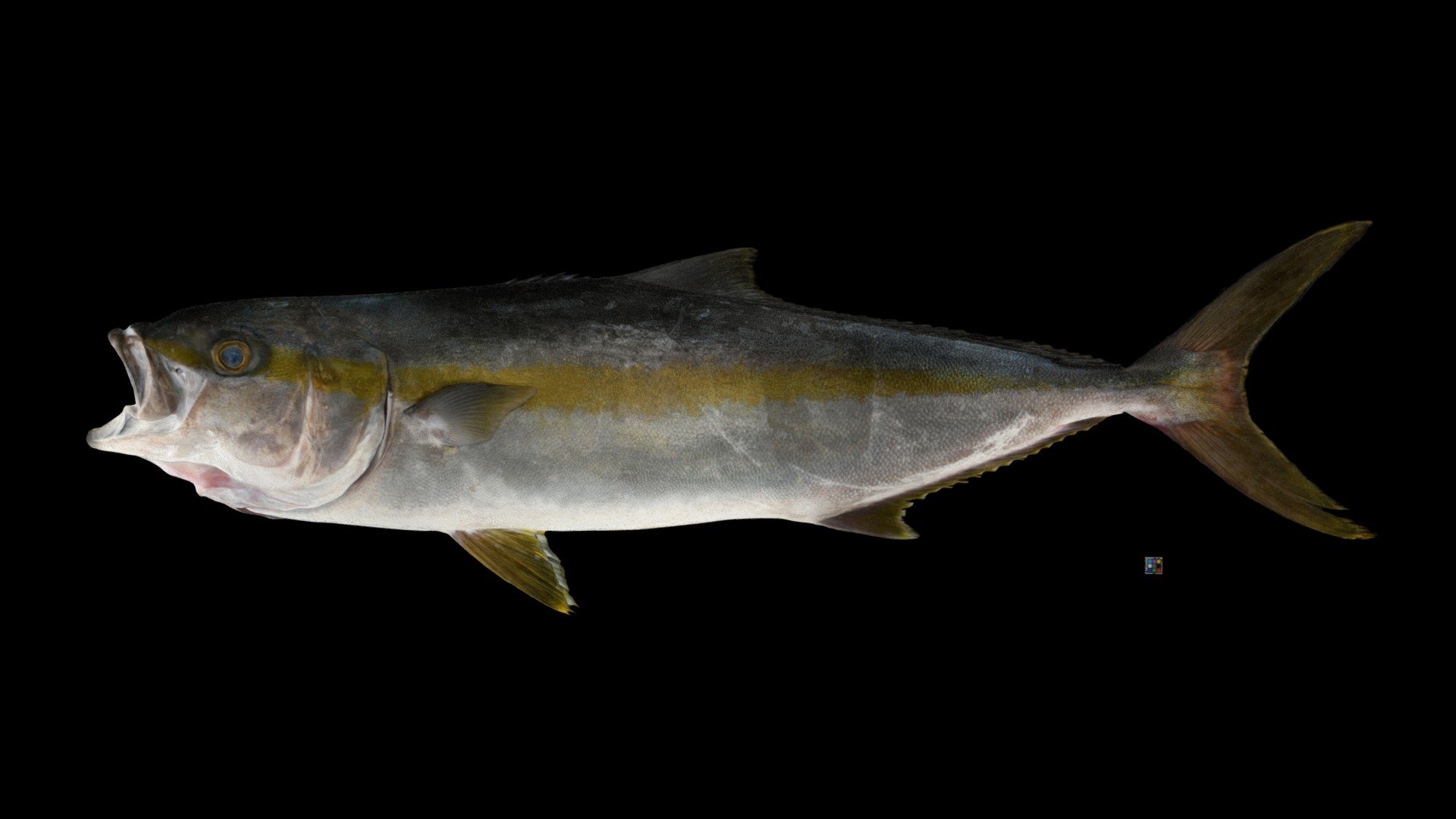 Yellowtail Amberjack