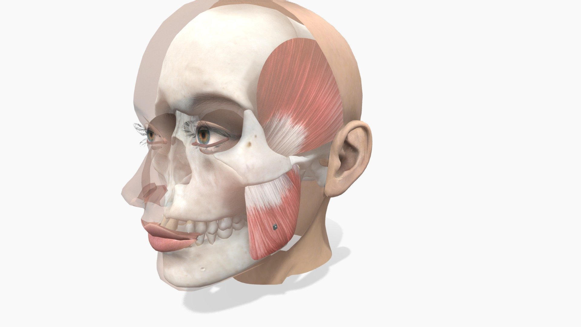 Physics of Biting - The Masseter Muscle - 3D model by Interactive 3D ...