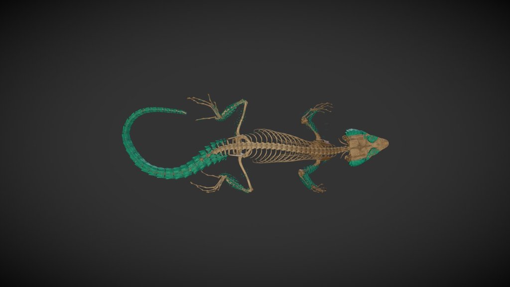 Cordylid osteoderm diversity - A 3D model collection by Blackburn Lab ...