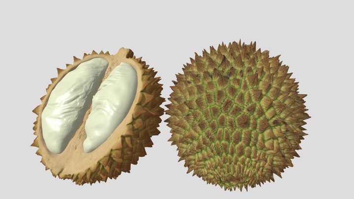 Durian 3D models - Sketchfab