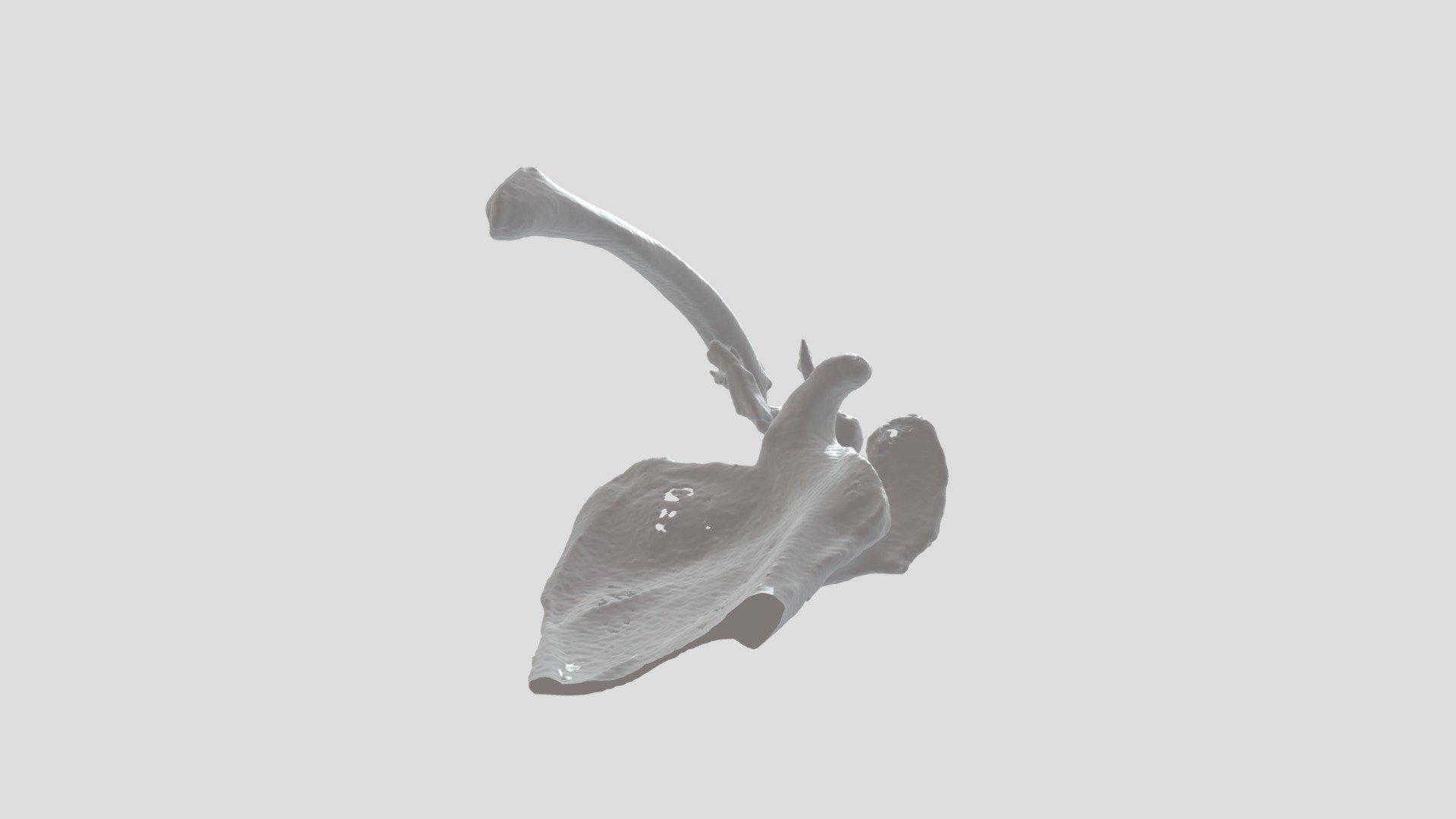 Clavicle - 3D model by Rod Py (@rodrigopy) [493c572] - Sketchfab