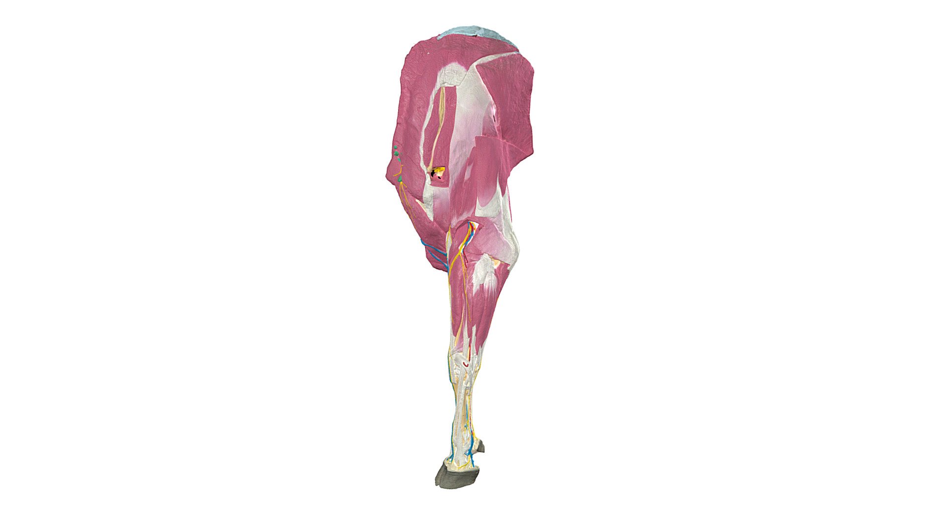 Cow, Forelimb, Topography (Rubber cast) - 3D model by Vetanat.UZH ...