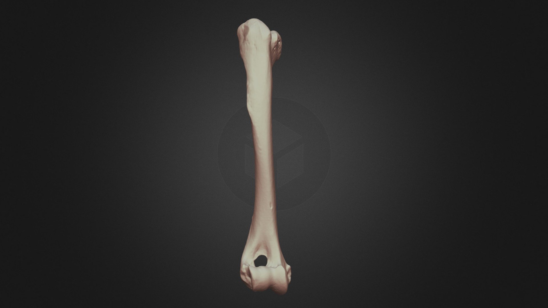 Canis lupus (Wolf) Right Humerus - 3D model by Lakehead Anthropology ...