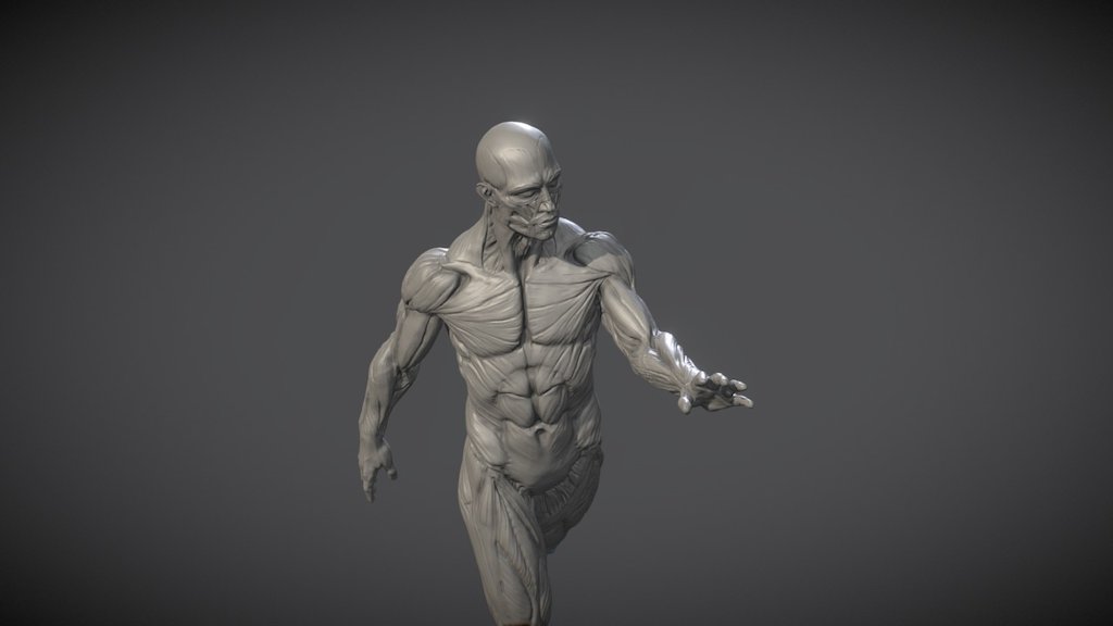 Anatomy Study 2009 - 3D model by davidgiraud [49459c2] - Sketchfab