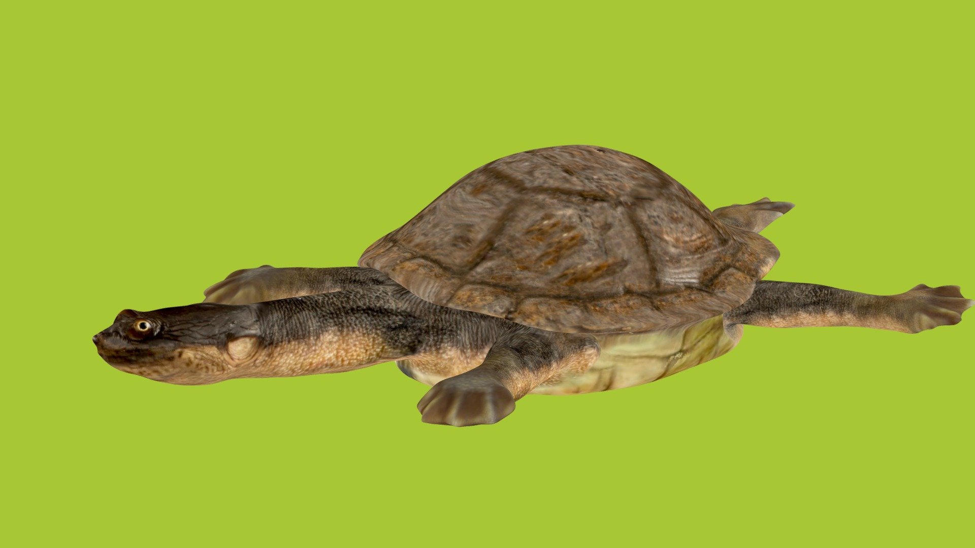New Guinea Snake-necked Turtle - 3D model by tikabi [4949f6d] - Sketchfab