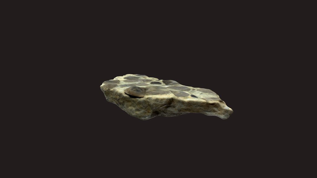 Invertebrate Paleontology - A 3D model collection by Cleveland Museum ...