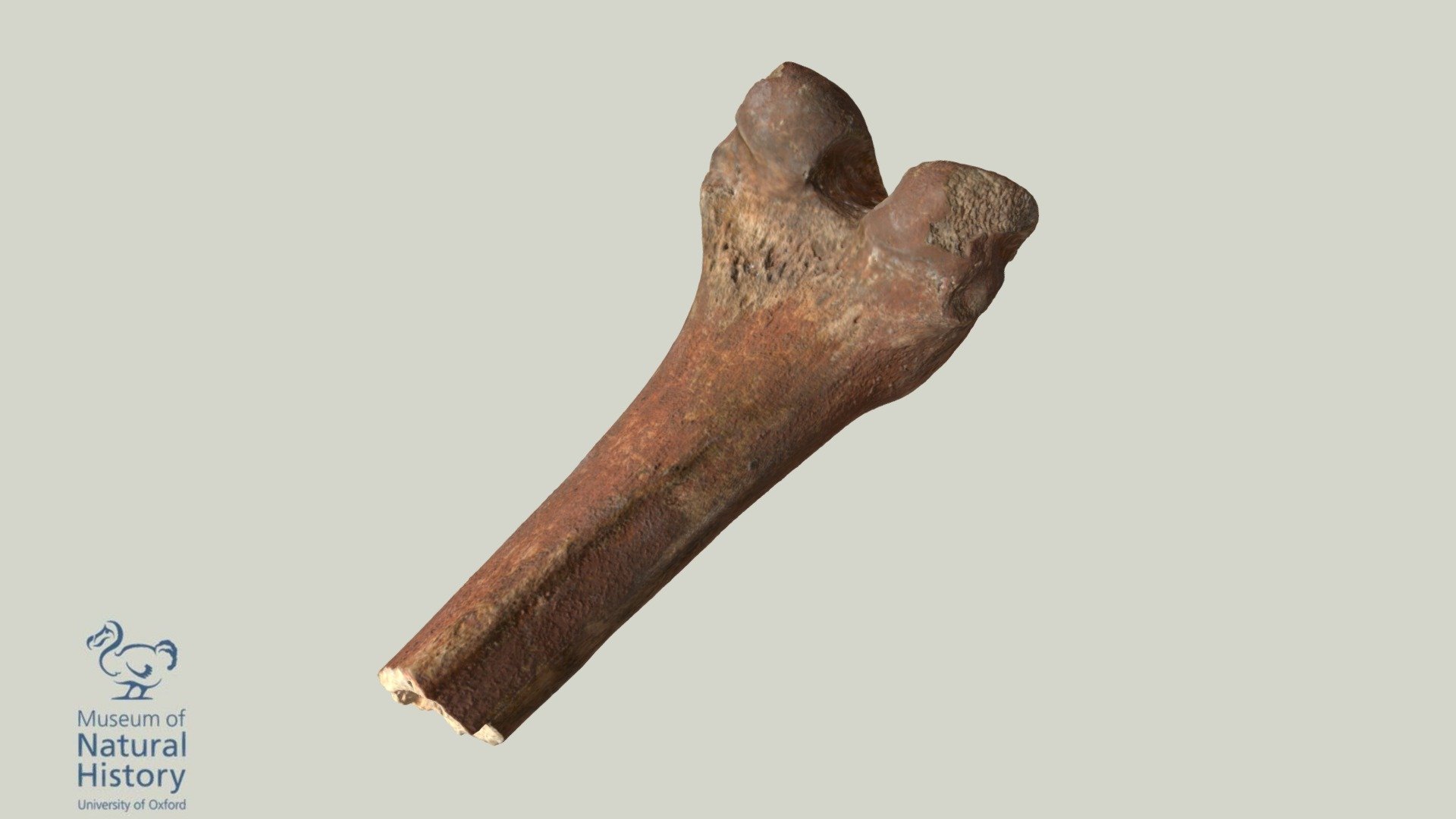 The Red Lady of Paviland - distal left femur - 3D model by Oxford ...