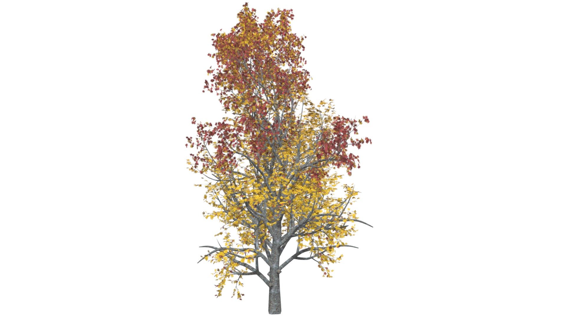 Mountain Maple Tree (Fall) #06 - Buy Royalty Free 3D model by meshshape ...