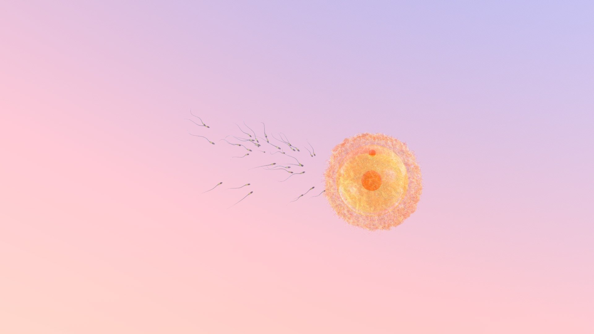 Gametes and fecundation - Buy Royalty Free 3D model by Mikael (@Mikiel ...