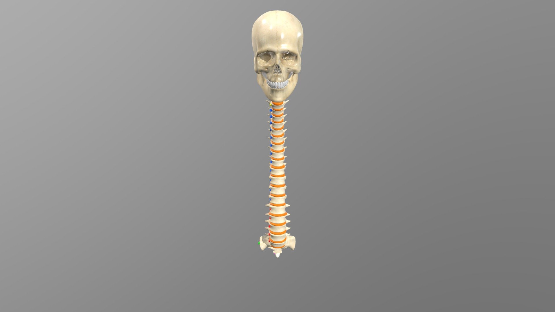 Spine: labeled vertebrae - Download Free 3D model by Snorkle [4967a97 ...