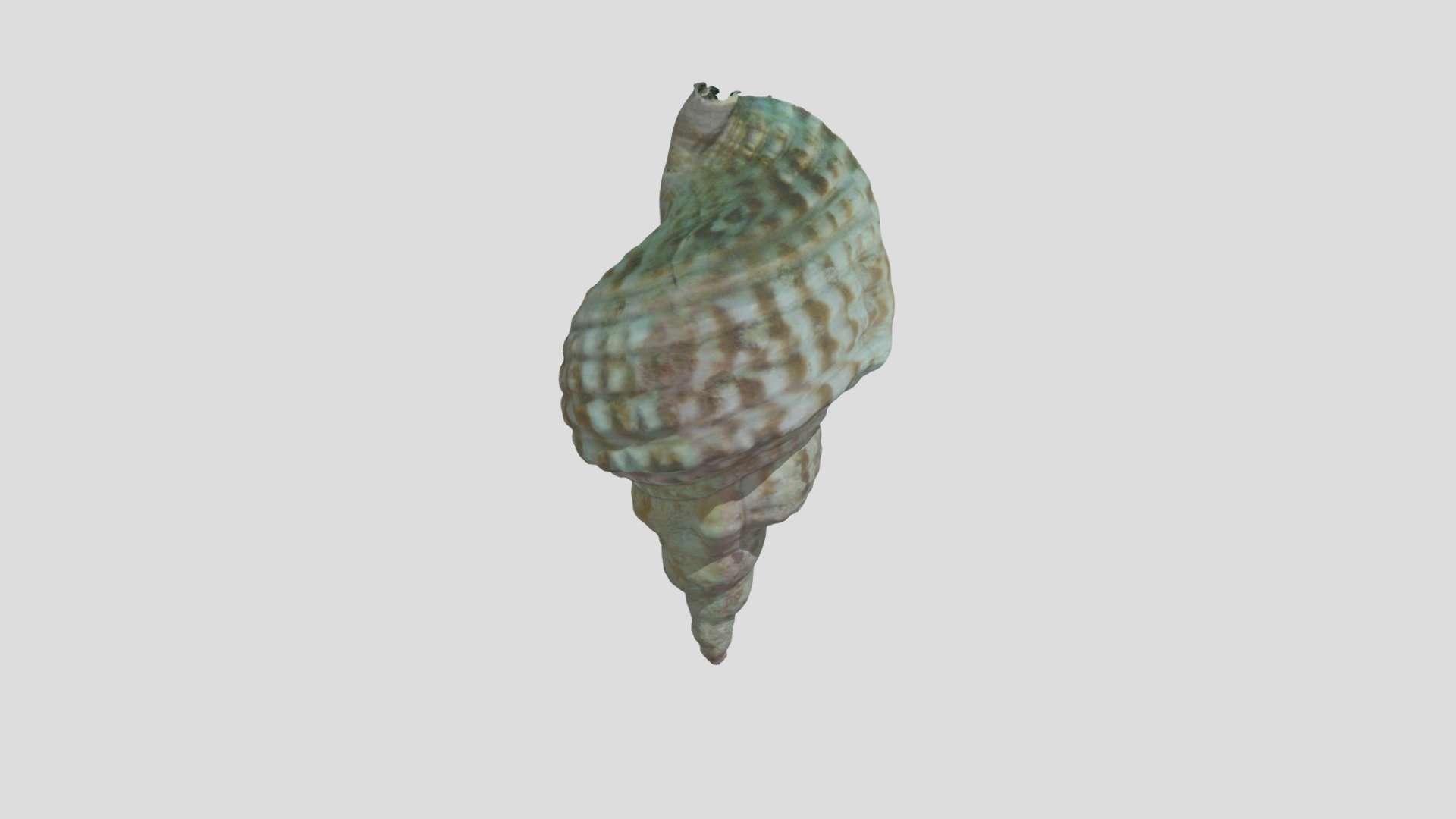 Charonia tritonis - Download Free 3D model by coleccionesbiol.3d.sig ...