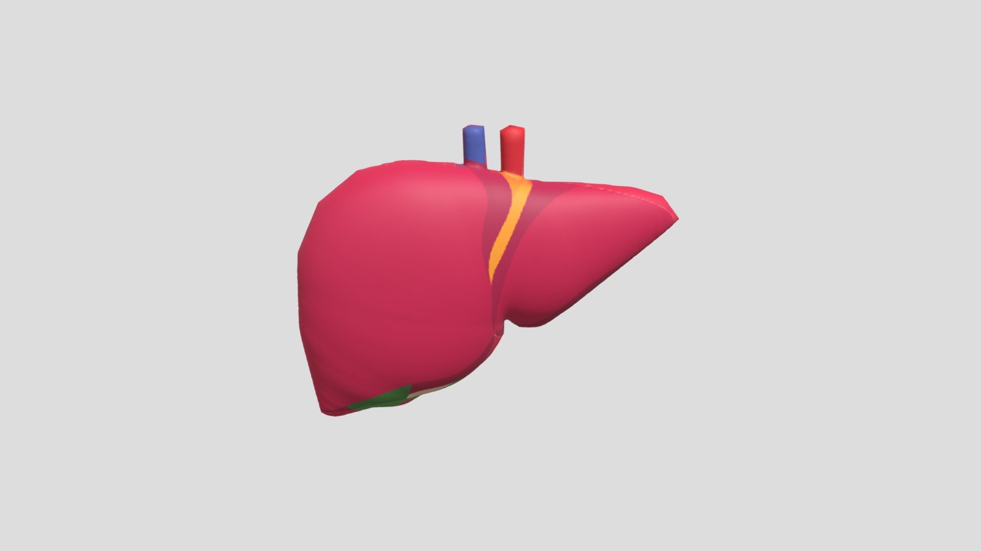 Bagian-bagian liver - Download Free 3D model by hanatsuroya [496b9df ...