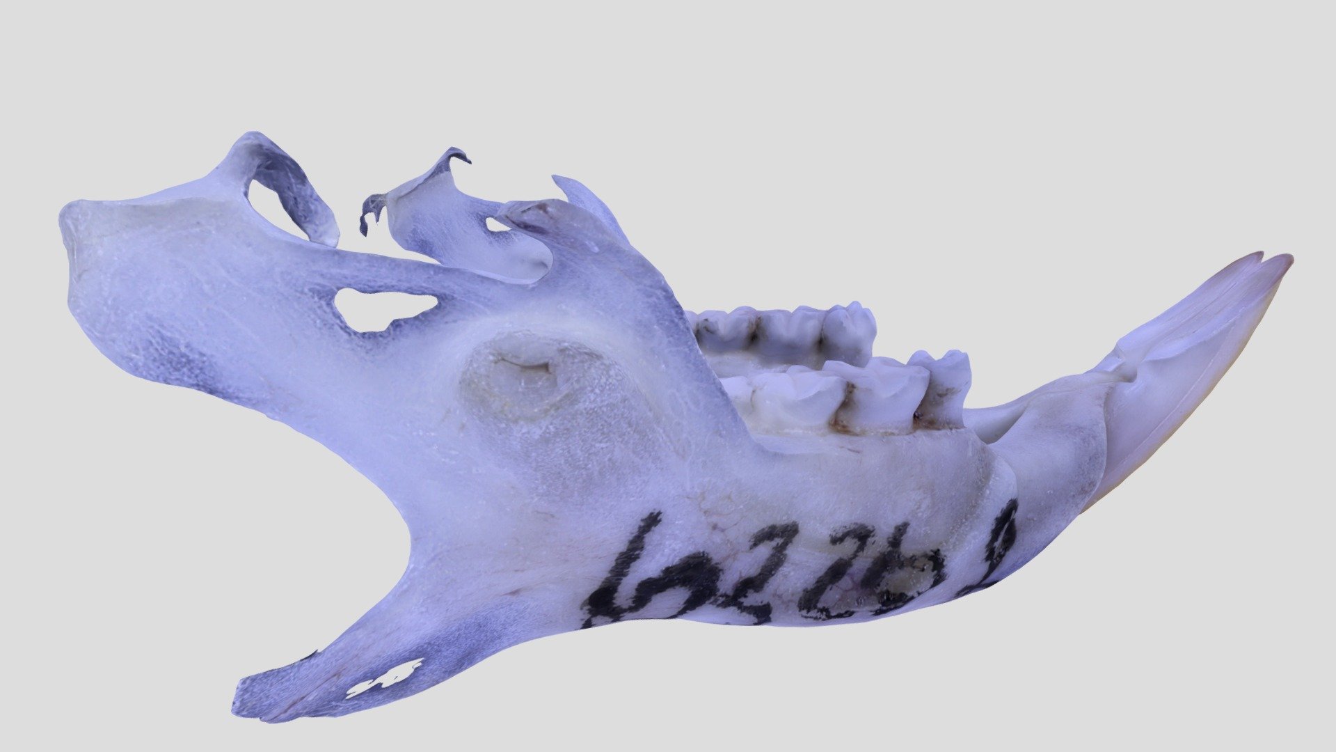 UWYMV:Mamm:6326, Perognathus fasciatus, Mandible - Download Free 3D ...